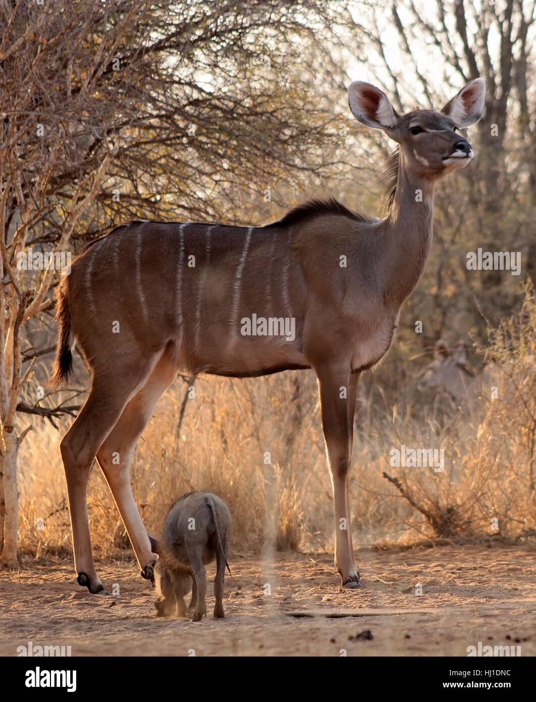 Bosveld hi-res stock photography and images - Alamy