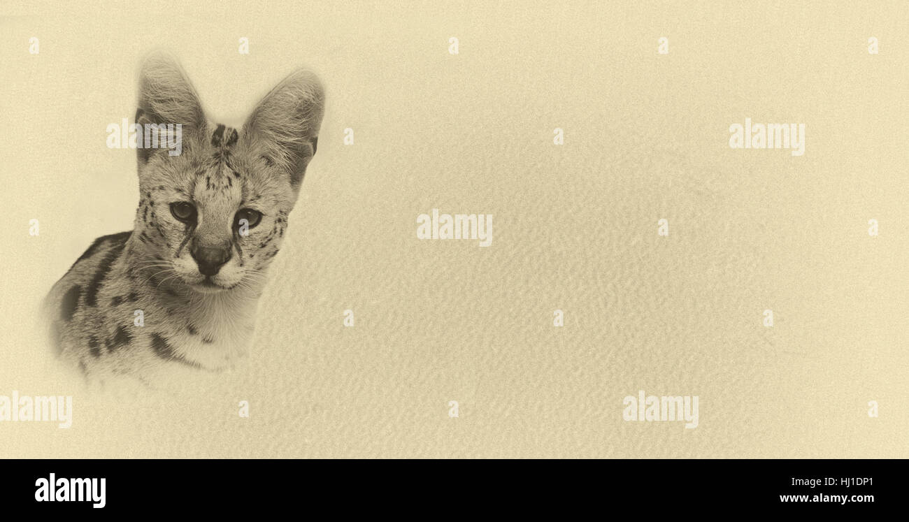 note, memo, write, wrote, writing, writes, model, design, project ...