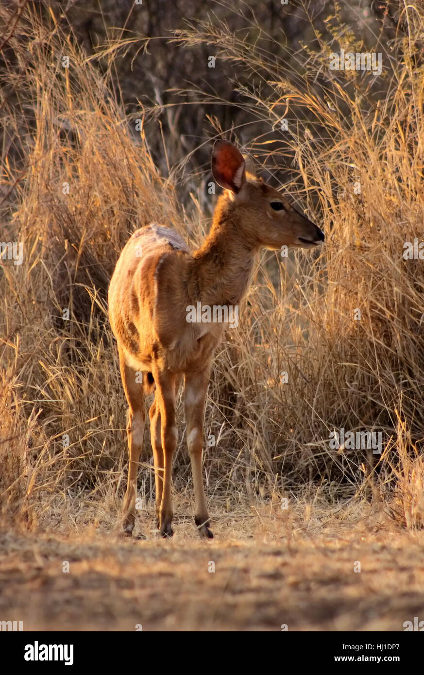 Bosveld hi-res stock photography and images - Alamy