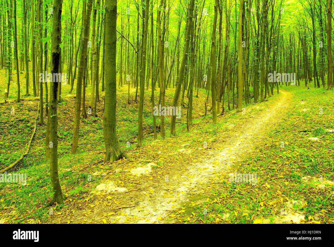 summer, summerly, sunrise, soft, woods, sunbeam, warm, morning, misty ...