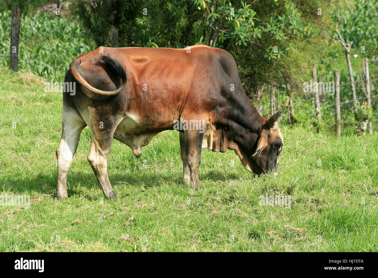 animal, bull, outdoor, livestock, farm, cattle, farm animal, nature ...