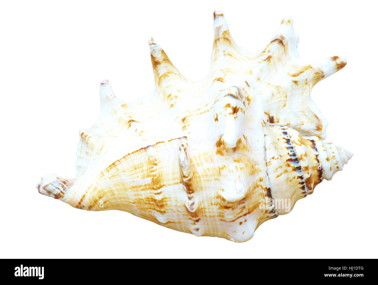 Sea shell isolated on white background Stock Photo - Alamy