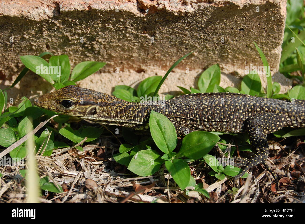 A juvenile monitor lizard exploring in the grass Stock Photo - Alamy
