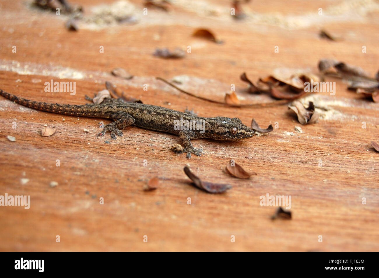 Forest gecko hi-res stock photography and images - Alamy
