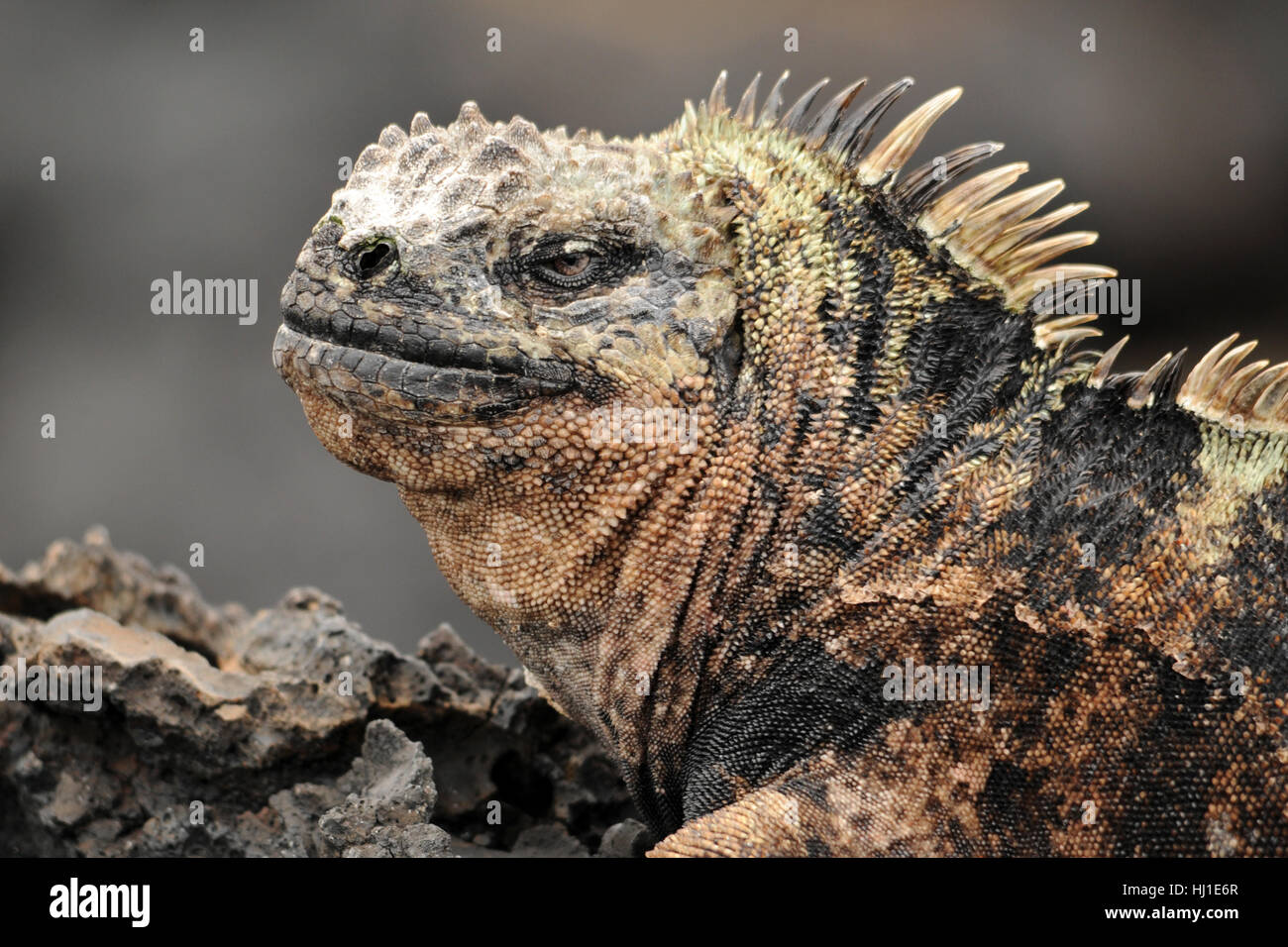 galapagos marine iguana Stock Photo - Alamy