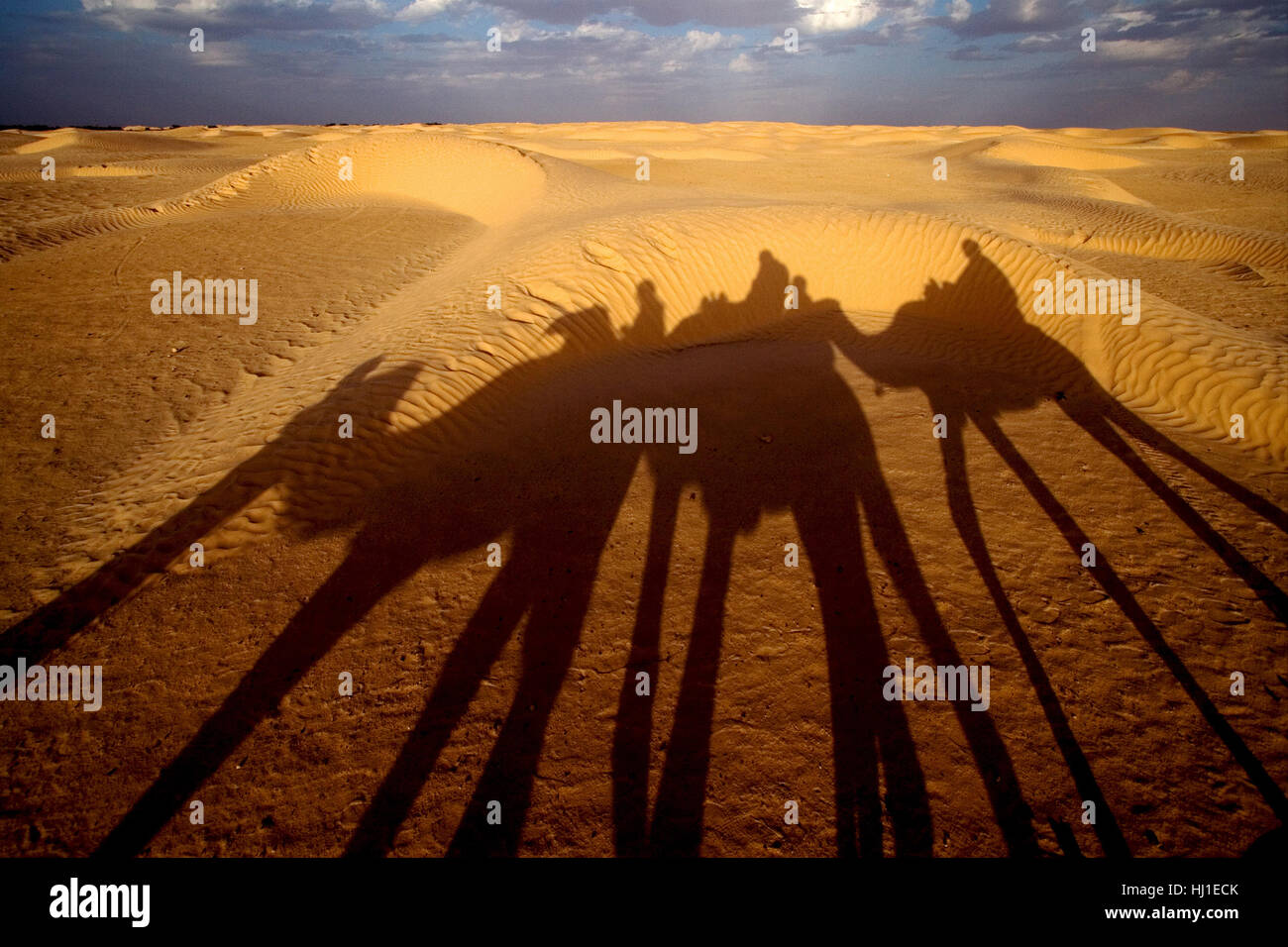 humans, human beings, people, folk, persons, human, human being, desert ...