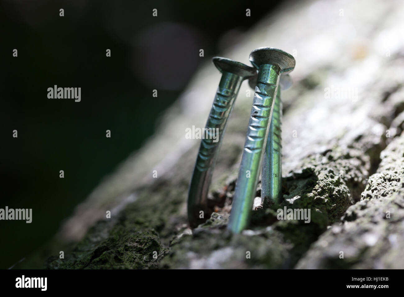 nails in the tree close up, green background Stock Photo - Alamy