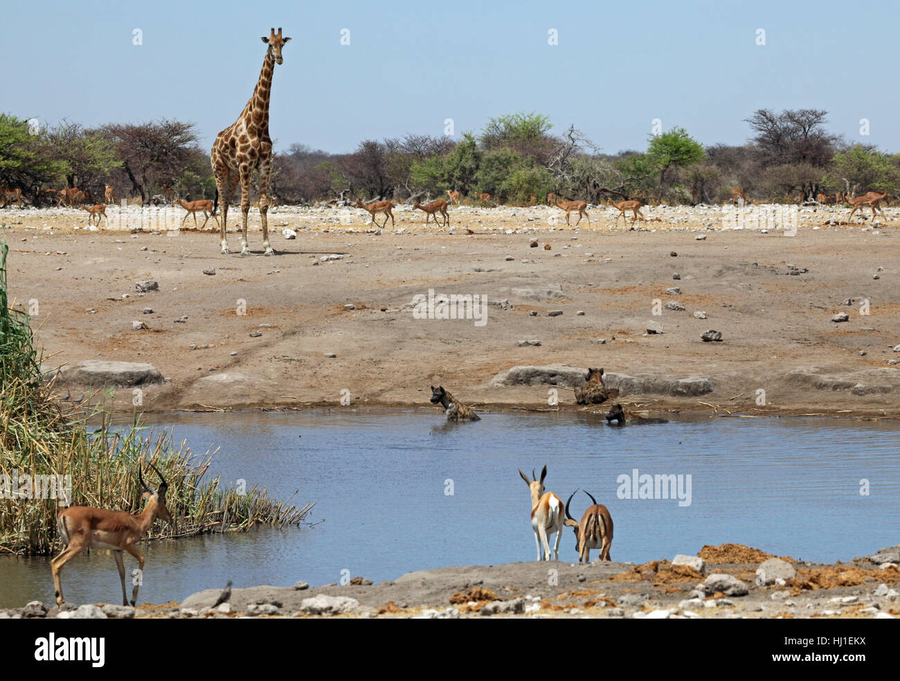 Chudob Waterhole High Resolution Stock Photography and Images - Alamy