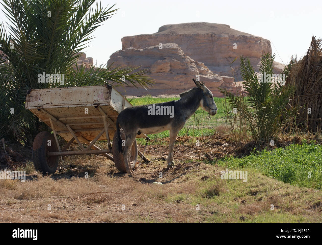 agricultural, stone, animal, agriculture, farming, rock, location shot ...
