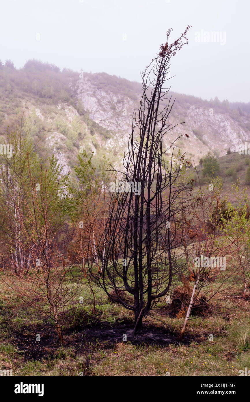 Burning trees in the forest Stock Photo - Alamy