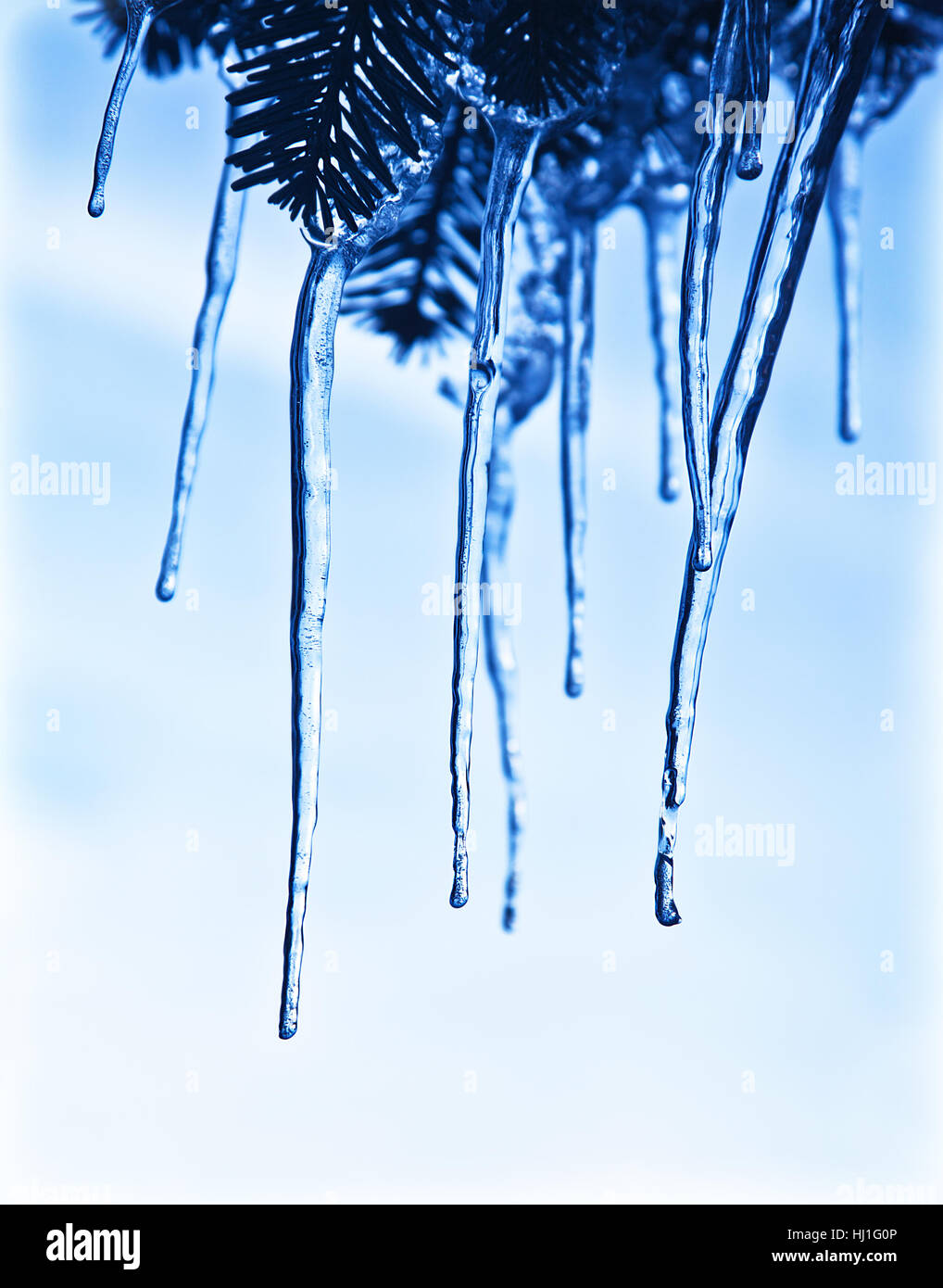 blue, spring, frozen, branch, outdoor, icicle, icicles, backdrop ...