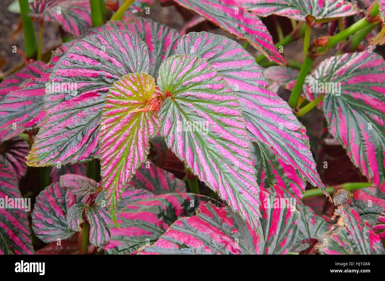 exotic begonia - begonia exotica 01 Stock Photo - Alamy