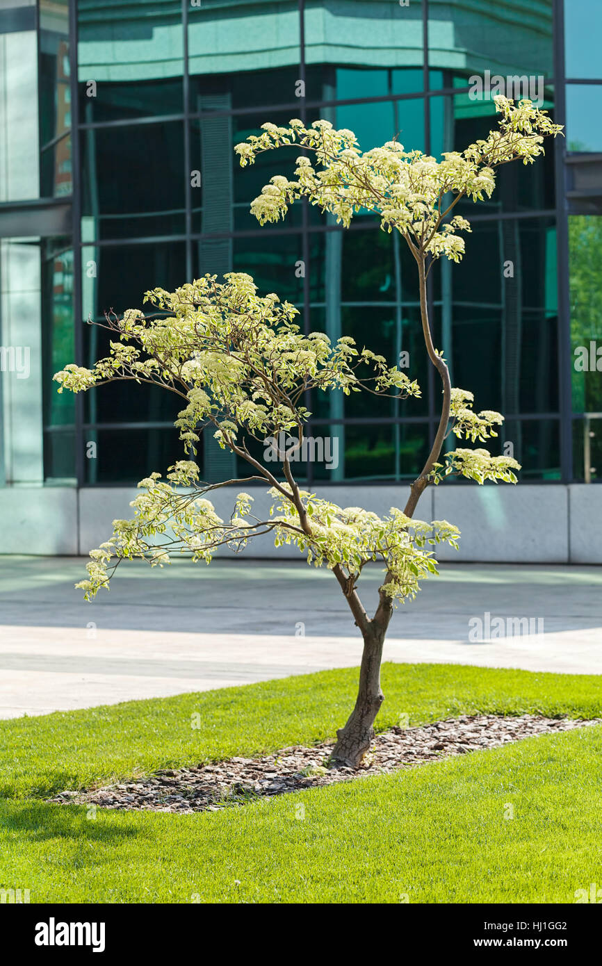 tree in the park with decorative grey mulch around , note shallow depth ...
