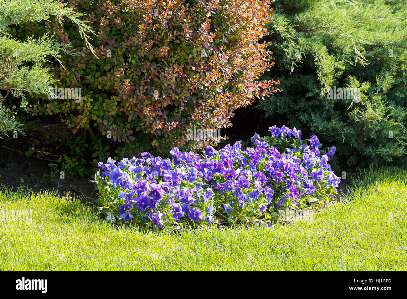 organized flowers in the park, note shallow depth of field Stock Photo ...