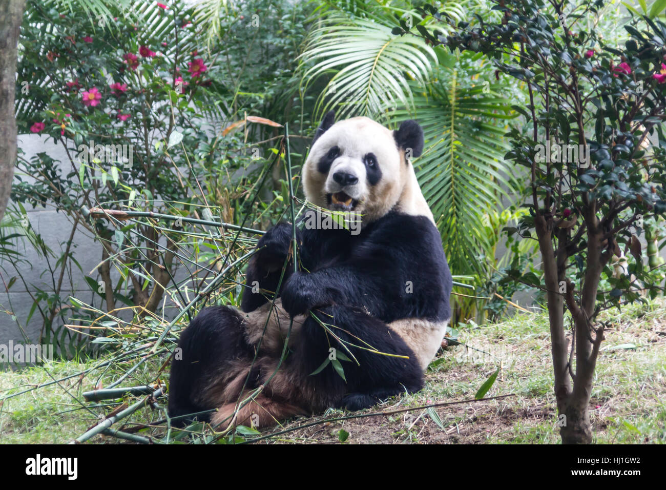 Cute Giant Panda eating bamboo from China Stock Photo - Alamy