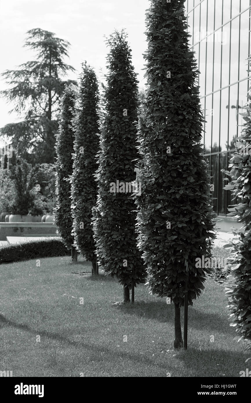 organized trees in the park, note shallow depth of field Stock Photo ...