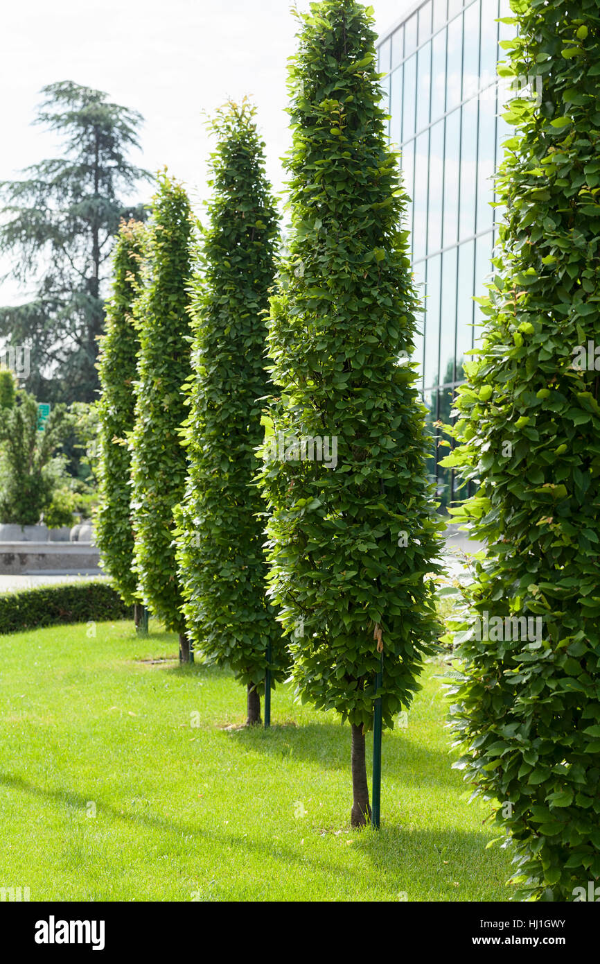organized trees in the park, note shallow depth of field Stock Photo ...