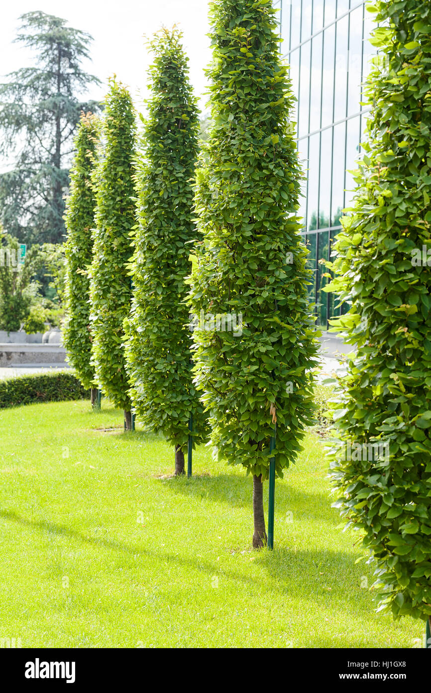 organized trees in the park, note shallow depth of field Stock Photo ...