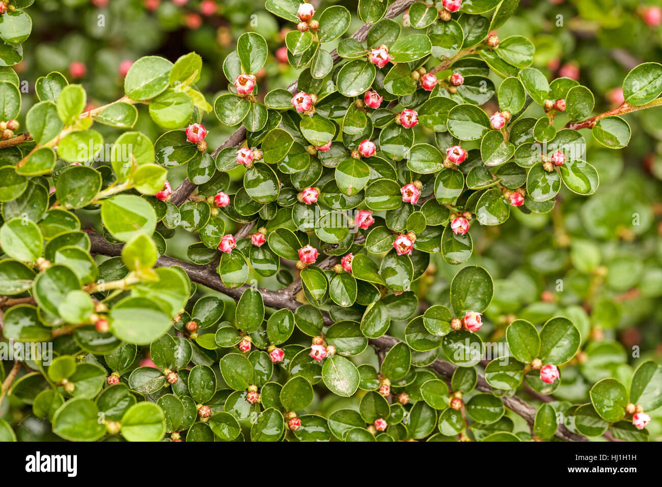 ornamental shrub with small flowers pink color, note shallow depth of ...
