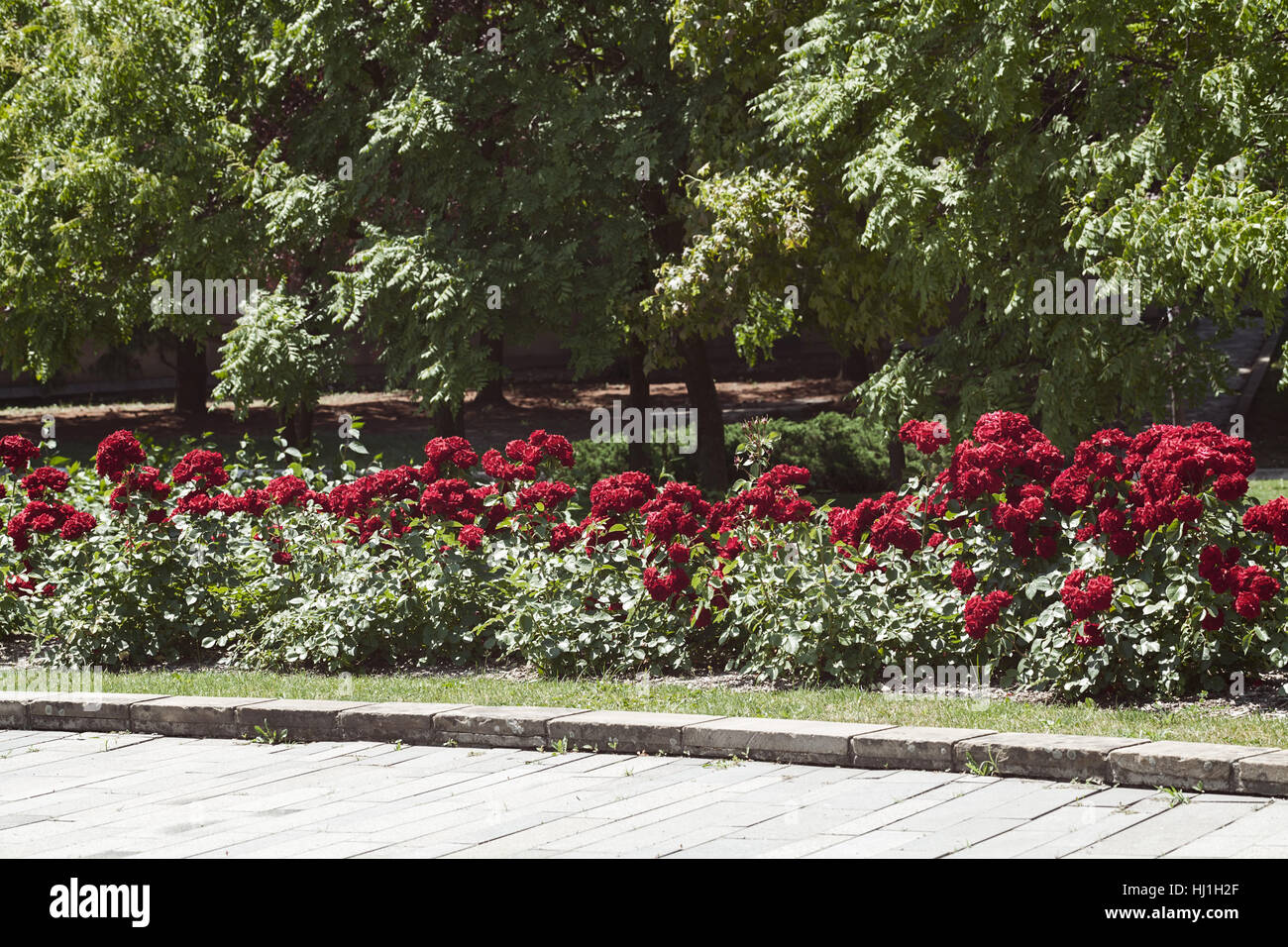 organized flowers in the park, note shallow depth of field Stock Photo ...