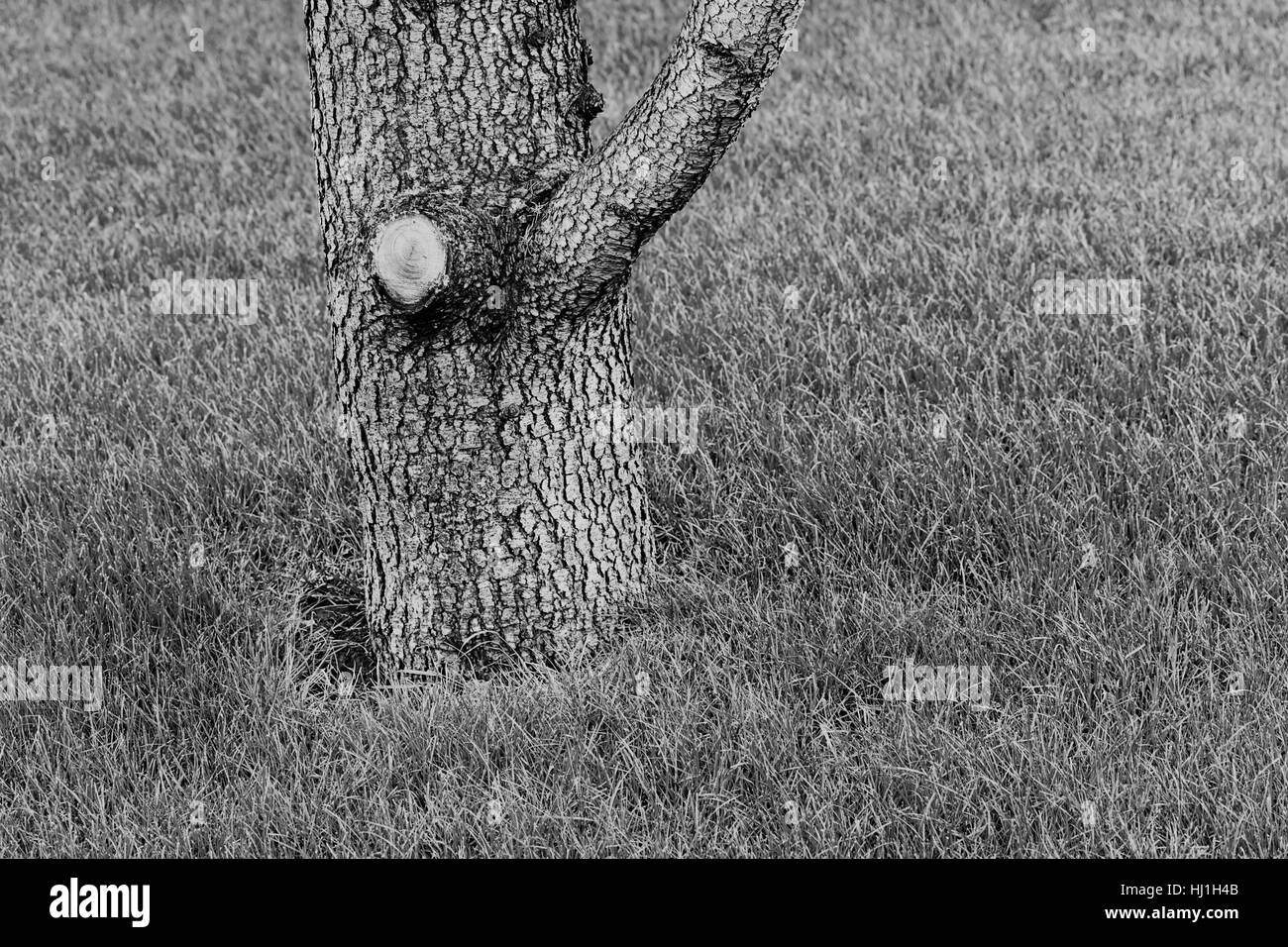 Large tree trunk in forest Black and White Stock Photos & Images - Alamy