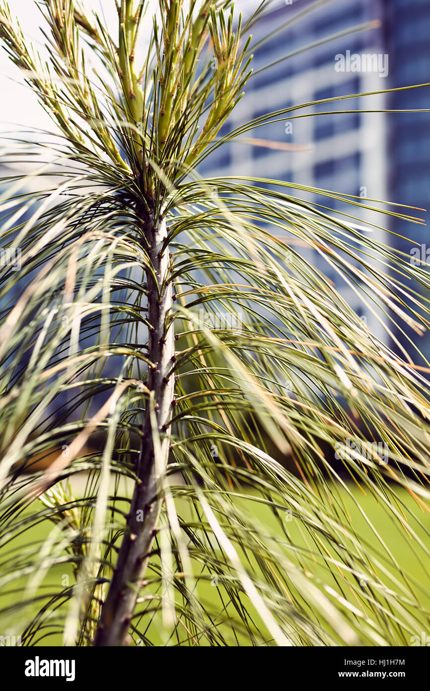 white pine branches, note shallow depth of field Stock Photo - Alamy
