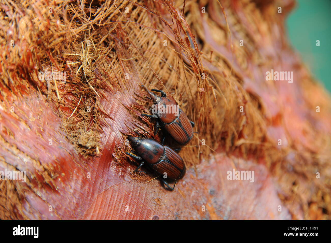 picudo rojo - rhynchophorus ferrugineus - red palm weevil Stock Photo ...