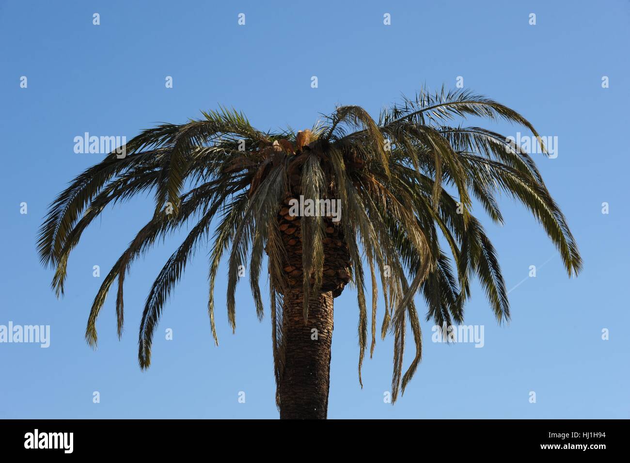 picudo rojo - rhynchophorus ferrugineus - red palm weevil Stock Photo ...