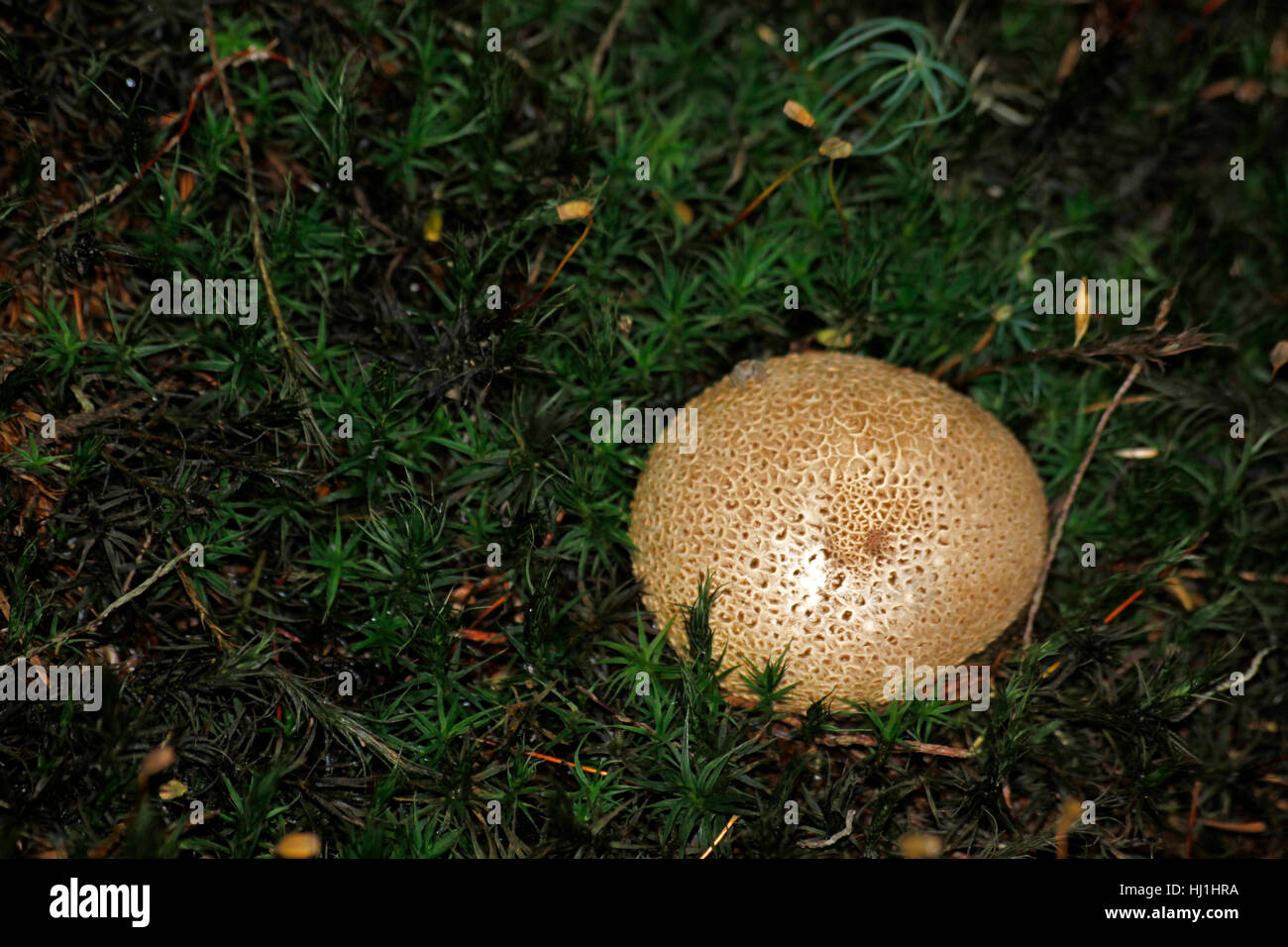 green, tuber, mushroom, fungus, toadstool, bulbous, meadow, grass, lawn ...