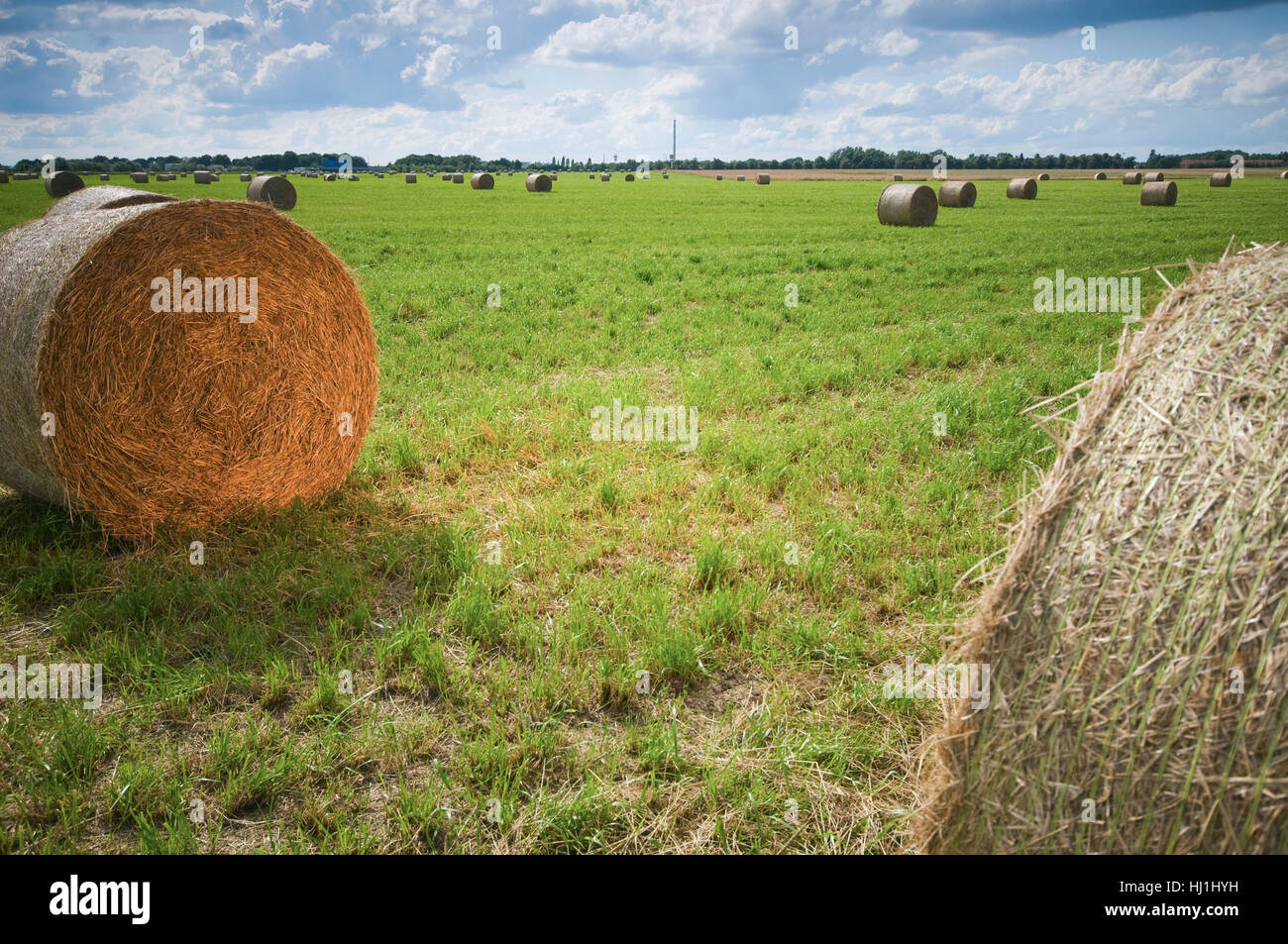 agriculture, farming, eco, corn, monoculture, strength, force, bucolic ...