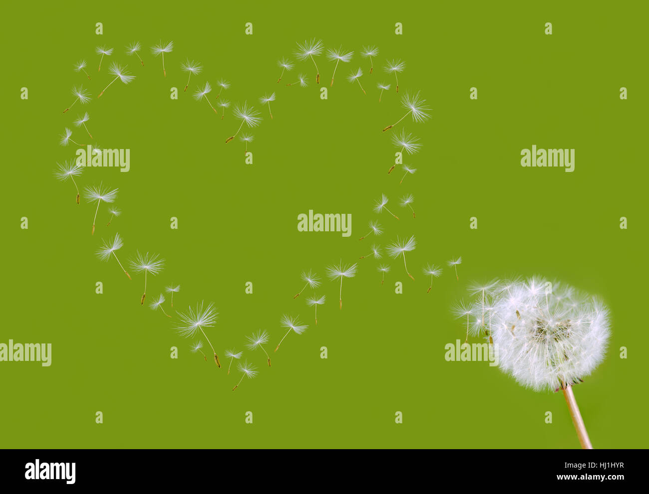 dandelion forms a heart Stock Photo - Alamy