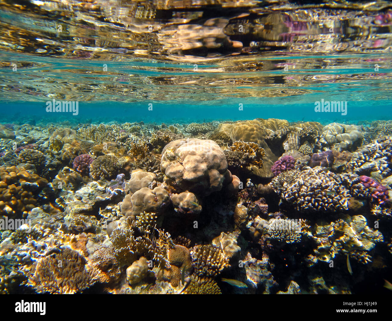 shallow, surface, clean, diving, clarity, water, blue, environment ...