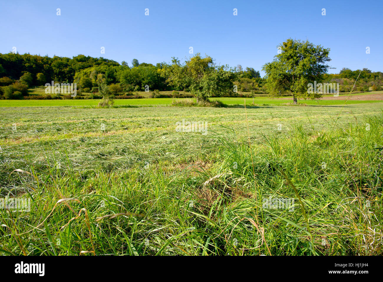 blue, tree, horizon, trunk, agriculture, farming, deciduous tree, field ...