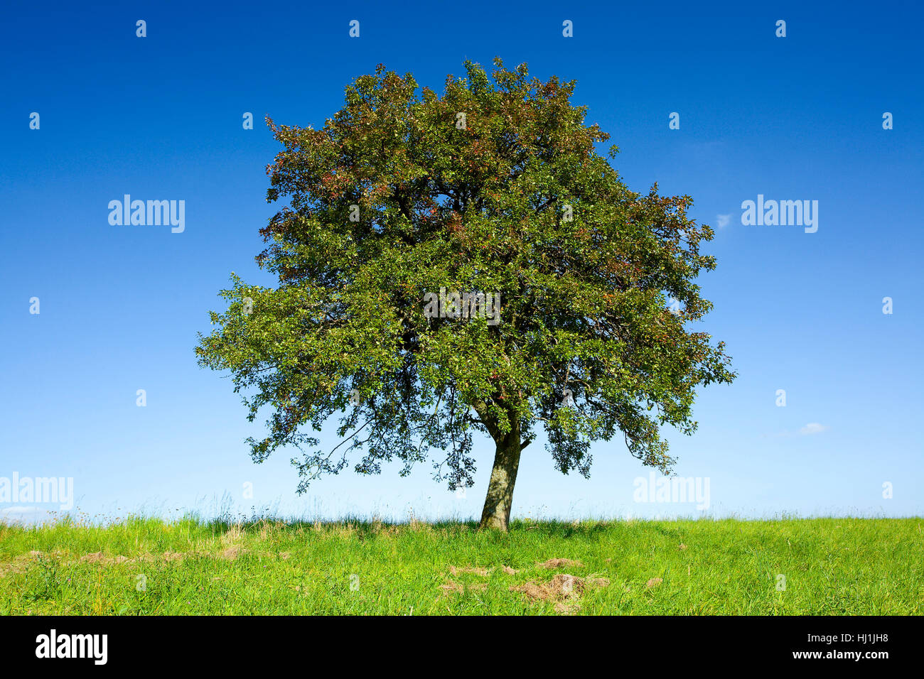 blue, single, tree, horizon, trunk, agriculture, farming, deciduous ...