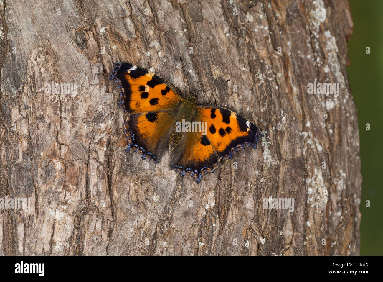 Östlicher Großer Fuchs, Großer Feuerfuchs, Bachweiden-Auen-Prachtfalter ...