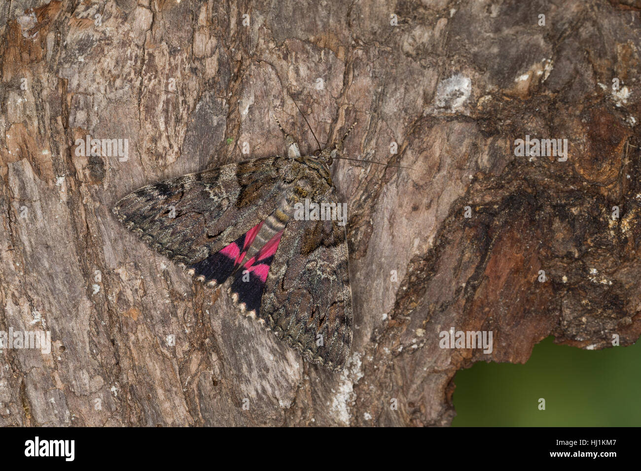 Grosses eichenordensband hi-res stock photography and images - Alamy