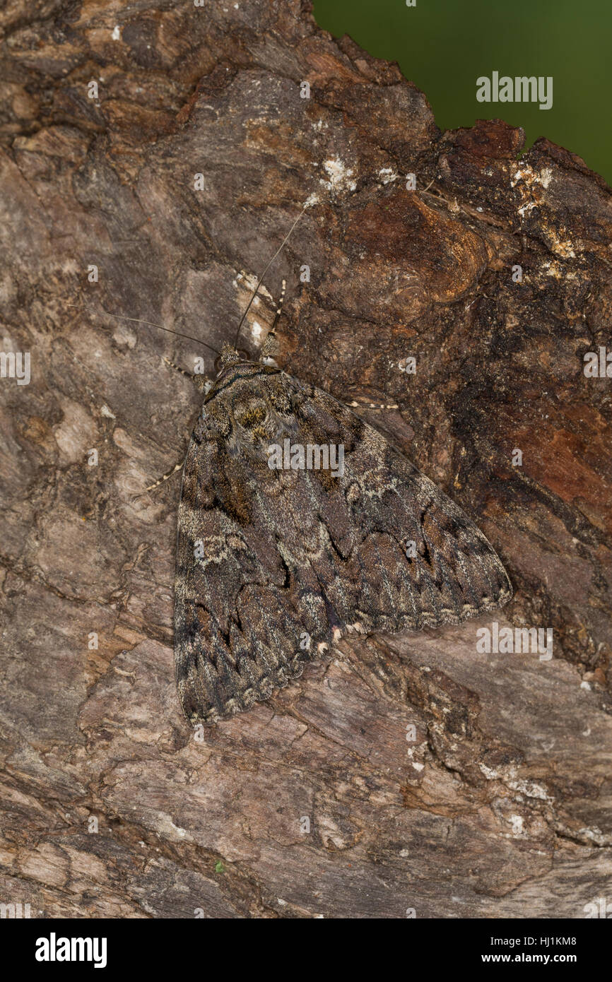 Grosses eichenordensband hi-res stock photography and images - Alamy