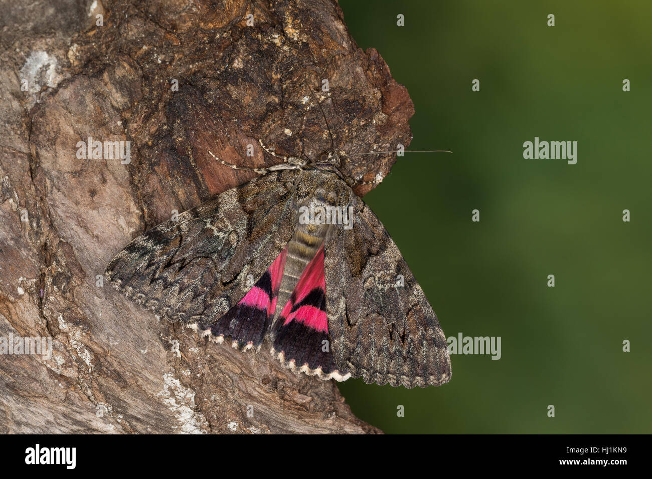 Grosses eichenordensband hi-res stock photography and images - Alamy