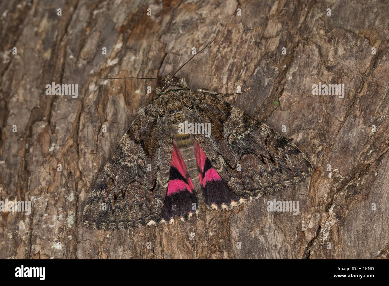 Noctuid moths hi-res stock photography and images - Alamy