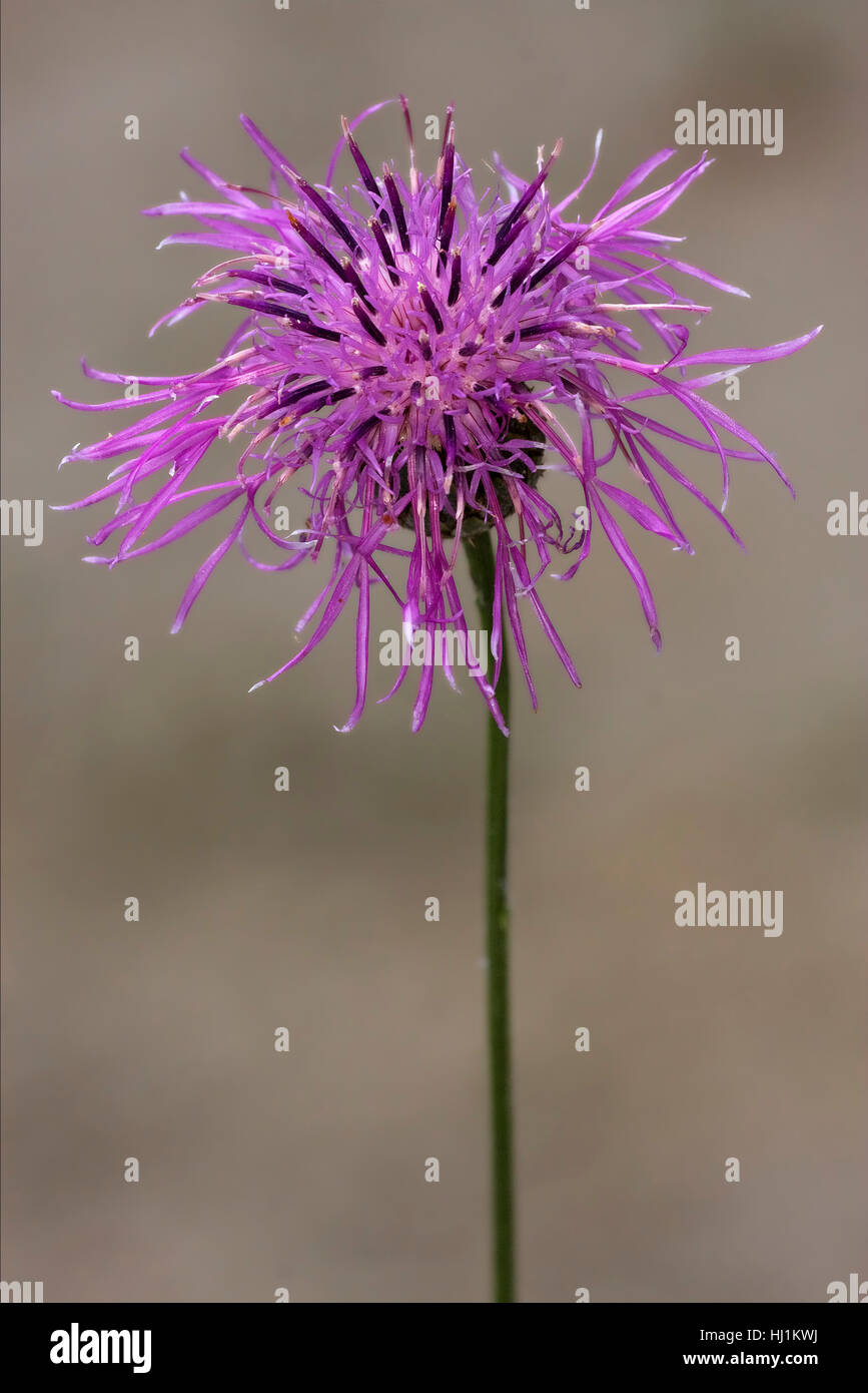 flower, plant, brown, brownish, brunette, violet, pollen, petal, stalk ...