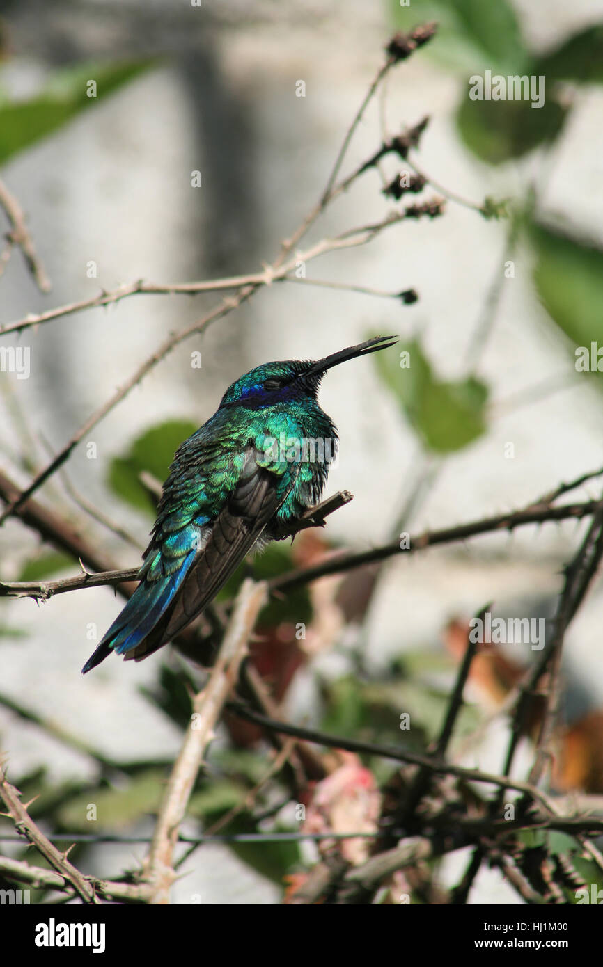 tree, bird, branch, outdoor, hummingbird, nature, leaf, tree, bird ...