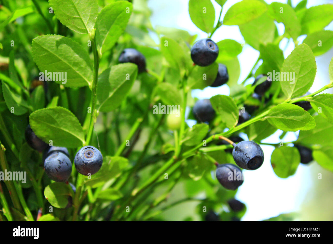 bilberry-bush with ripe berries in the forest Stock Photo - Alamy
