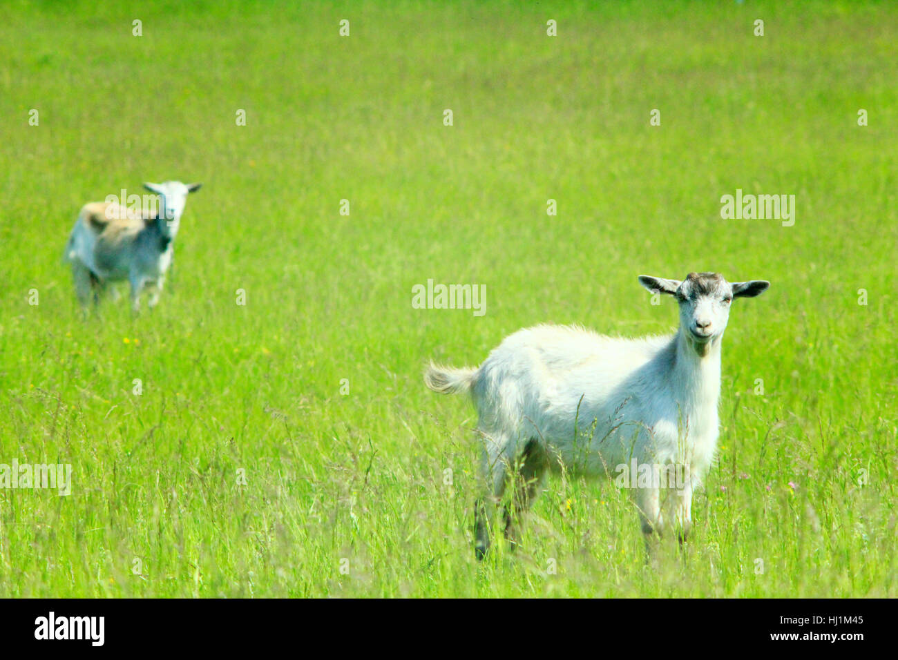 goats on the grazing green grass on the pasture Stock Photo - Alamy