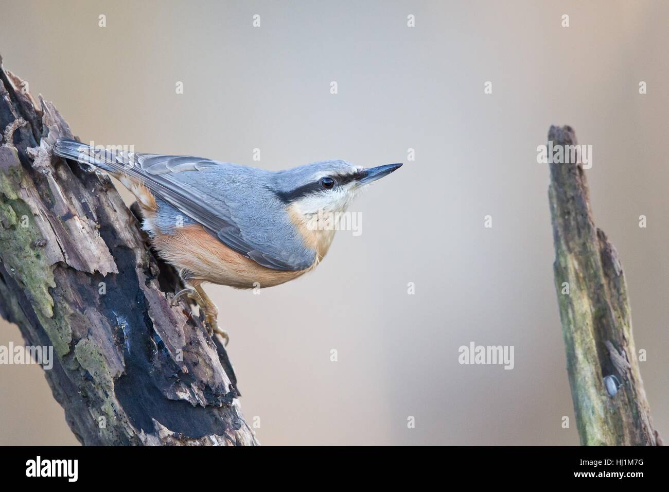 Nuthatch with prey hi-res stock photography and images - Alamy