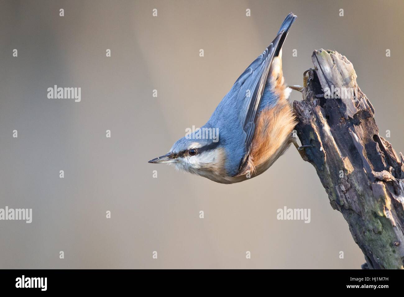 tree, eye, organ, prey, booty, acrobat, tree, eye, organ, feathering ...