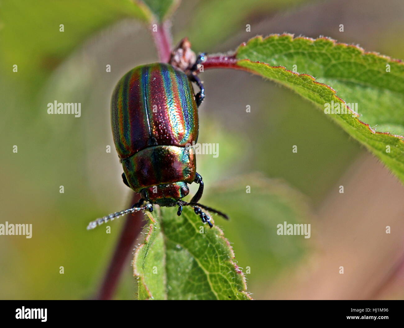 Snowdon beetle hi-res stock photography and images - Alamy