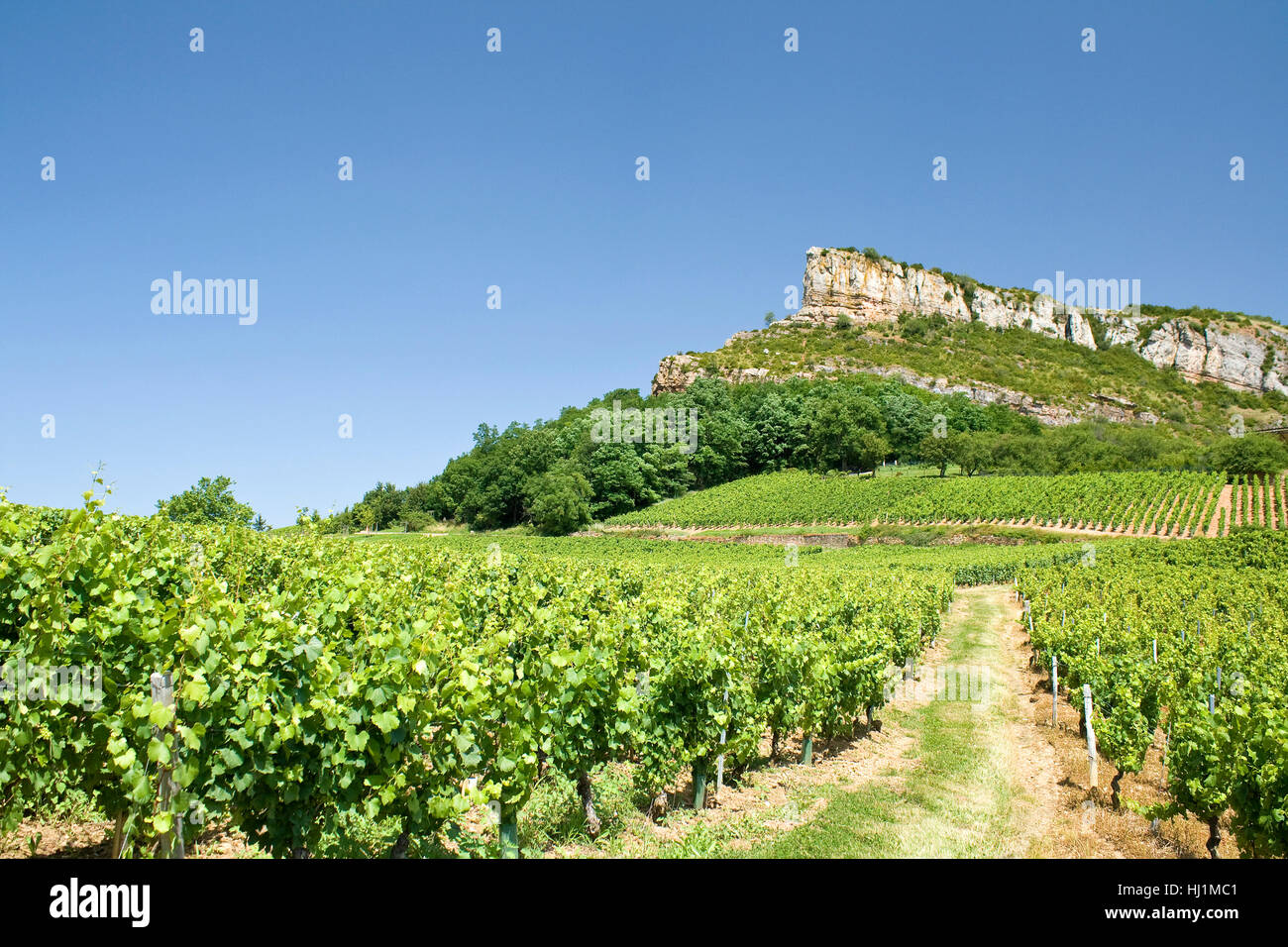 vineyard, france, wineyard, landscape, scenery, countryside, nature ...