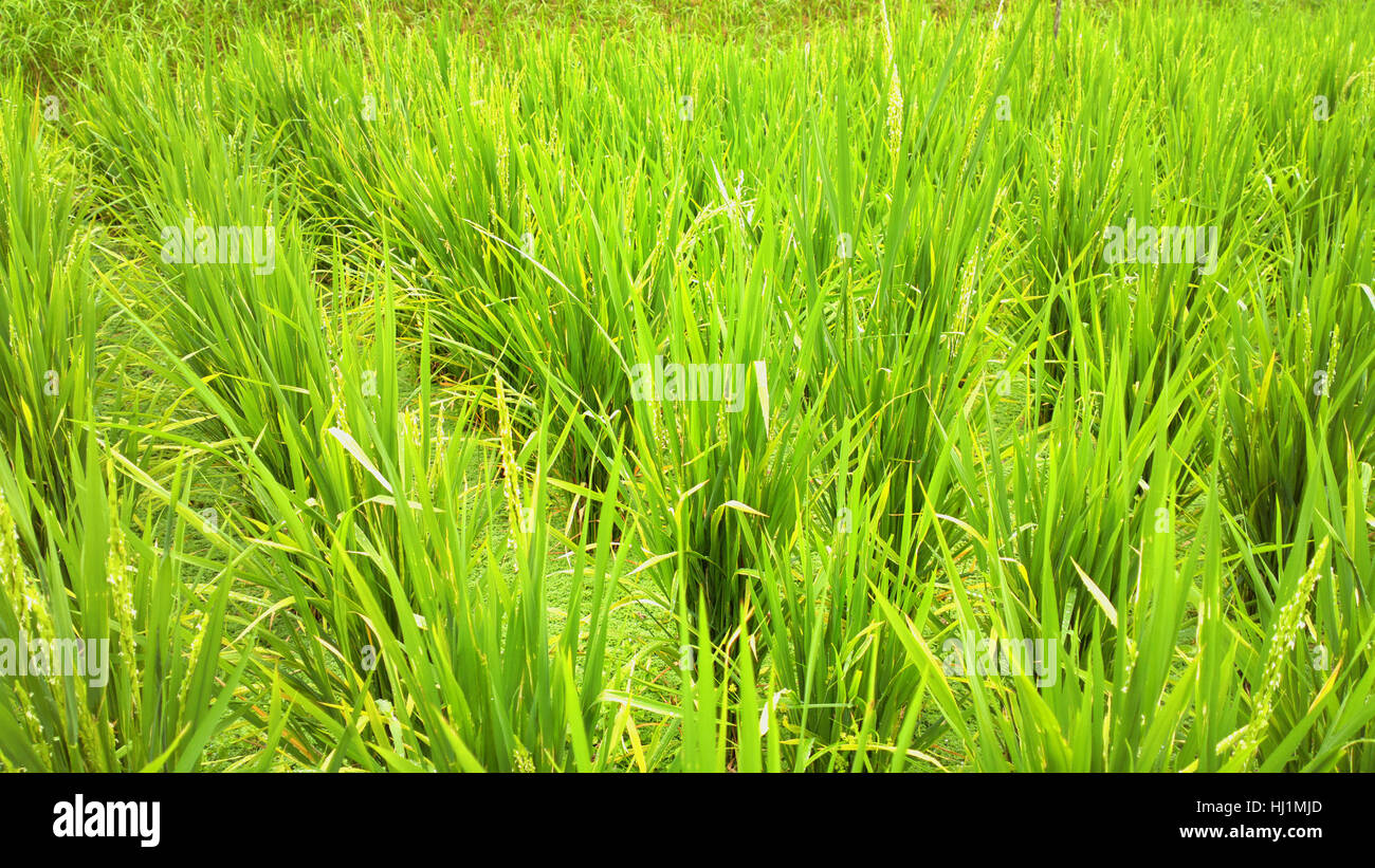 blue, food, aliment, beautiful, beauteously, nice, leaf, agricultural ...