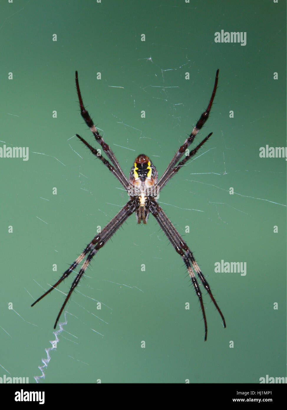 wait, waiting, legs, insect, green, hunter, spider, weave, wildlife ...