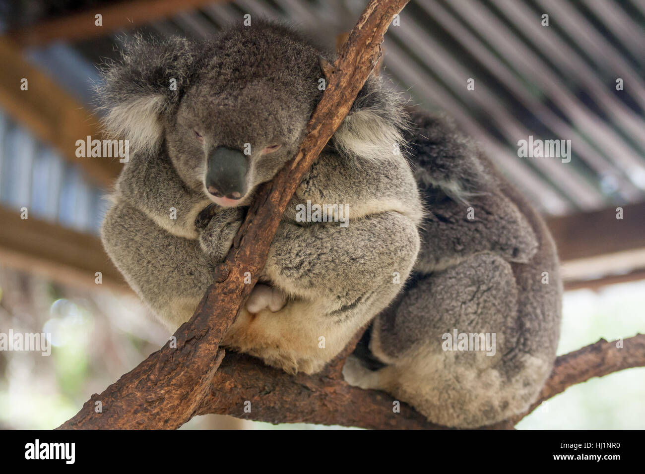 Koala on the tree Stock Photo - Alamy